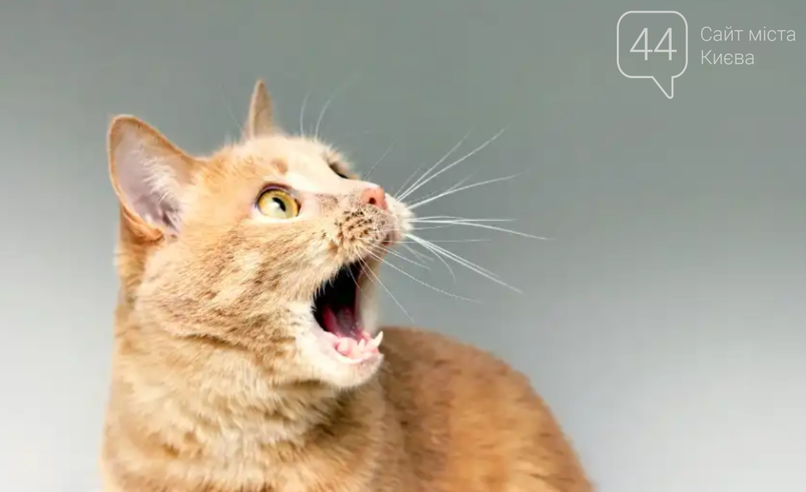 Смертельна загроза для тварин: на Київщині лікарі виявили вірусне захворювання. Читайте на UKR.NET